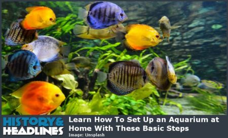Learn How To Set Up an Aquarium at Home With These Basic Steps ...